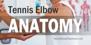 Tennis Elbow Tutor: Tennis Elbow Anatomy Video: The Extensor Carpi ...
